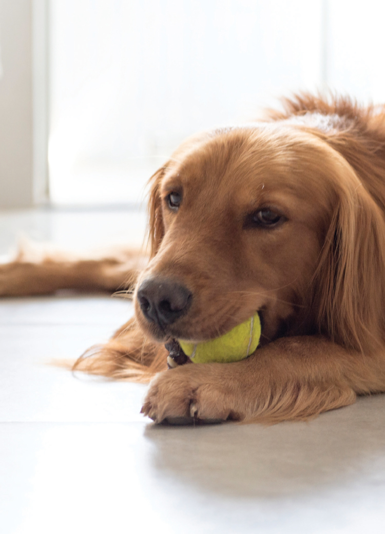 Best Flooring Discounts & Sales Near You | Flooring America